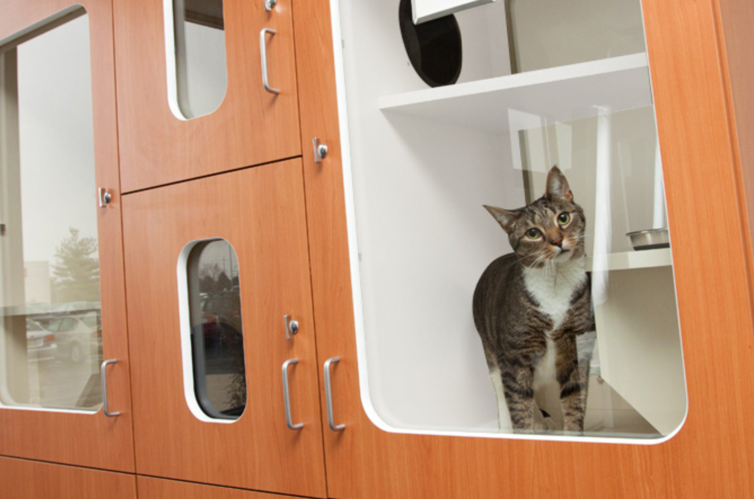 Cat Lodging - BARK